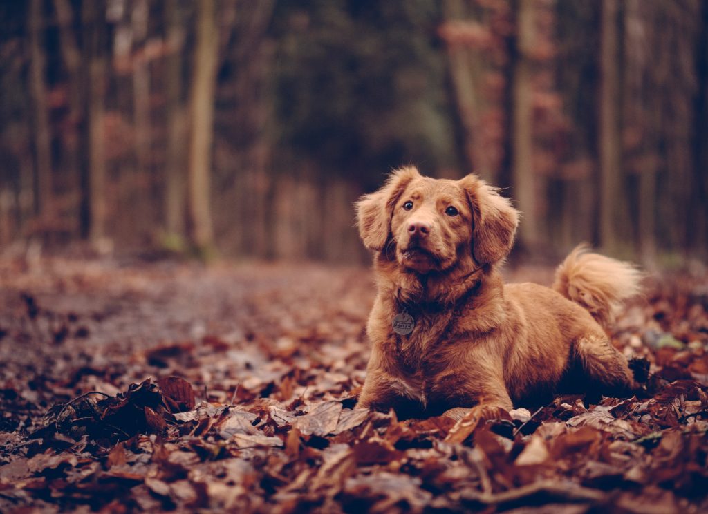 Dogs Who Absolutely Love the Fall Season | Thriveworks